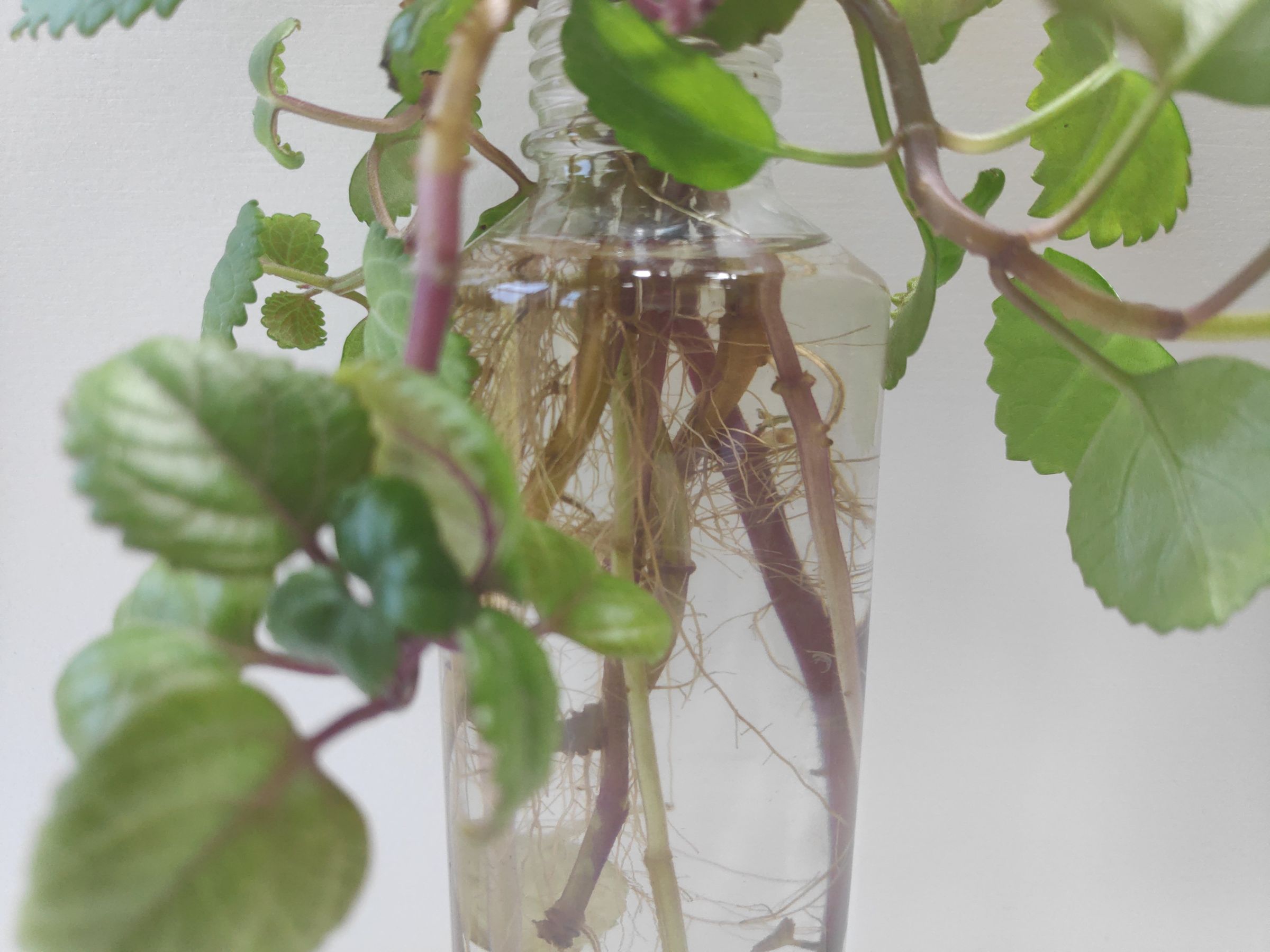 Swedish Ivy Care Guide